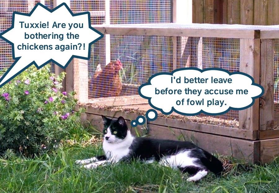 Unjust accusations - Lolcats - lol | cat memes | funny cats | funny cat ...