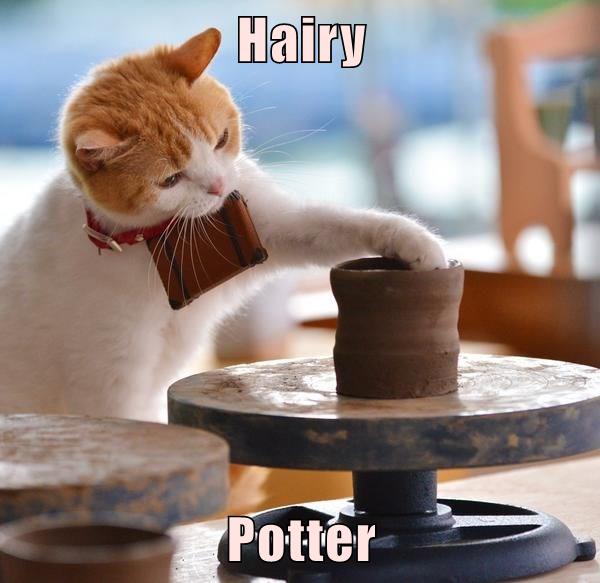 Hairy Potter - Lolcats - lol | cat memes | funny cats | funny cat ...