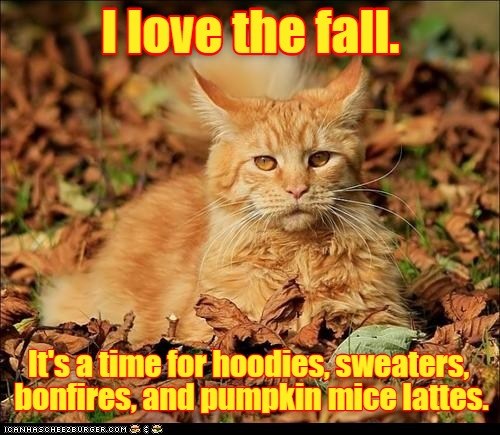 Autumn lovers rejoice - Lolcats - lol | cat memes | funny cats | funny ...