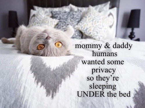 Accommodating Your Family - Lolcats - lol | cat memes | funny cats ...