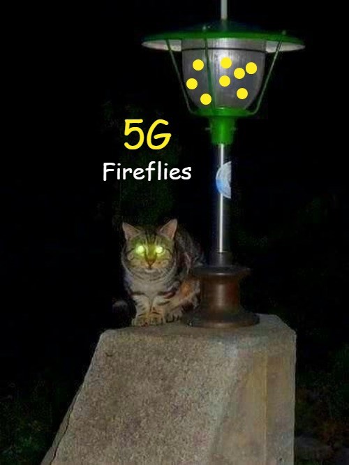 Blinded By the Light.. - Lolcats - lol | cat memes | funny cats | funny ...