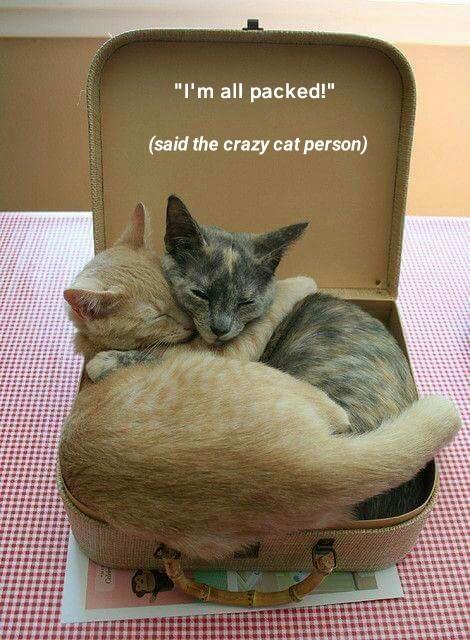 "I'm all packed!" - Lolcats - lol | cat memes | funny cats | funny cat ...