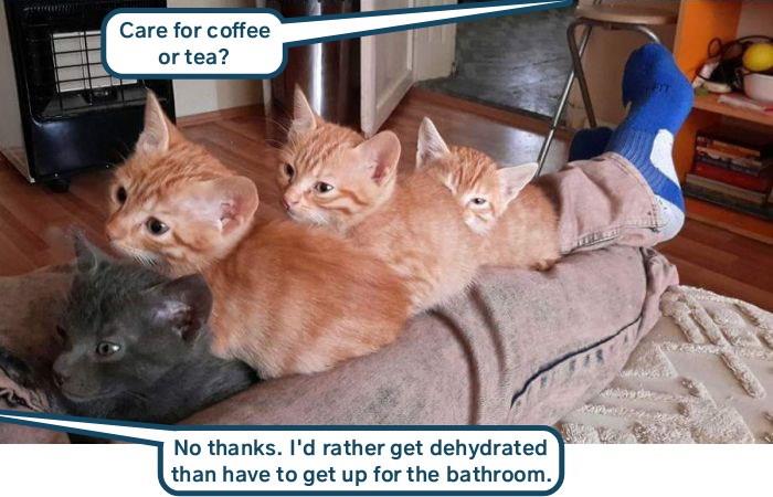 Coffee, tea, or kitty? - Lolcats - lol | cat memes | funny cats | funny ...