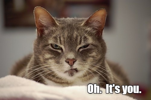 Oh - Lolcats - lol | cat memes | funny cats | funny cat pictures with ...