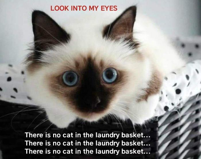 "Look"...not a problem - Lolcats - lol | cat memes | funny cats | funny ...