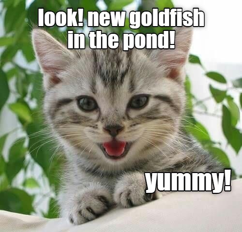 yummy! - Lolcats - lol | cat memes | funny cats | funny cat pictures ...