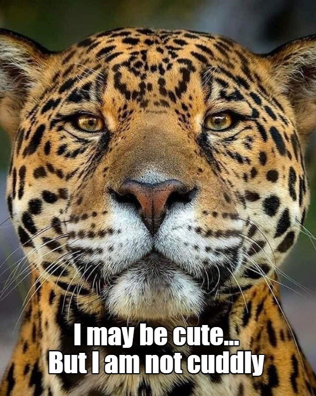 P.S.A. For The Uninformed - Animal Comedy - Animal Comedy, funny ...