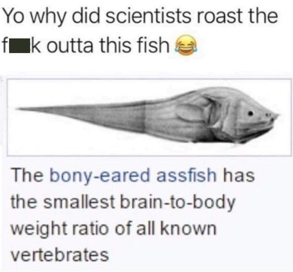 F*** This Fish - Memebase - Funny Memes