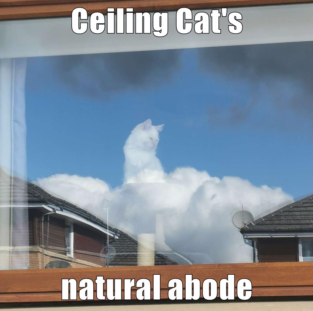 Ceiling Cat's natural abode - Lolcats - lol | cat memes | funny cats ...