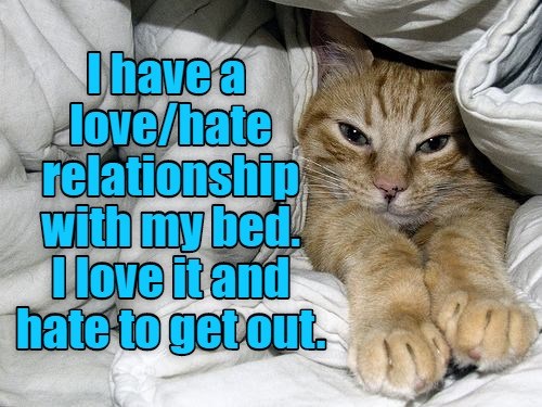 This is the absolute truth. - Lolcats - lol | cat memes | funny cats ...