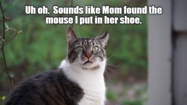 Uh Oh - Lolcats - lol | cat memes | funny cats | funny cat pictures ...