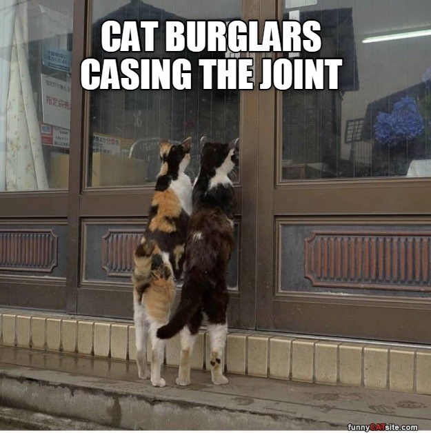 Cat burglars - Lolcats - lol | cat memes | funny cats | funny cat ...