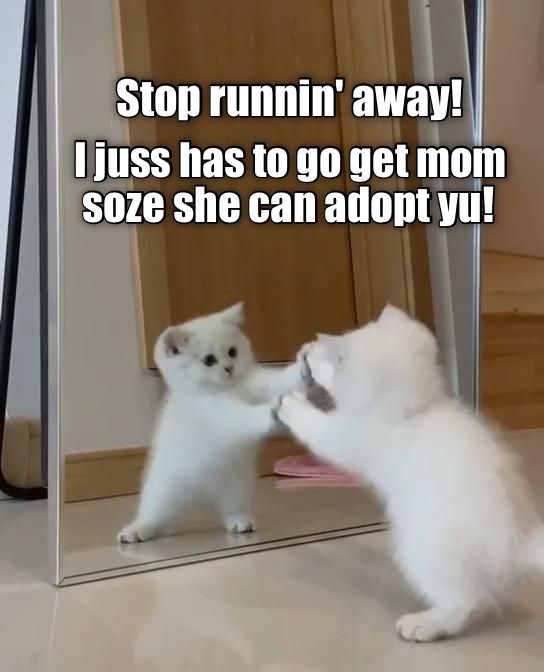 Stay put! - Lolcats - lol | cat memes | funny cats | funny cat pictures ...