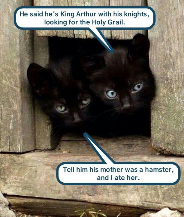 Meownty Python kittehs - Lolcats - lol | cat memes | funny cats | funny ...