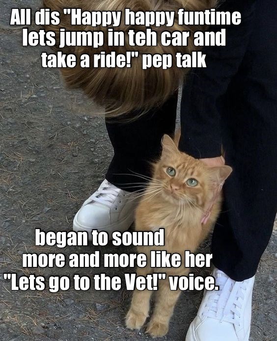 Something's fishy here! - Lolcats - lol | cat memes | funny cats ...