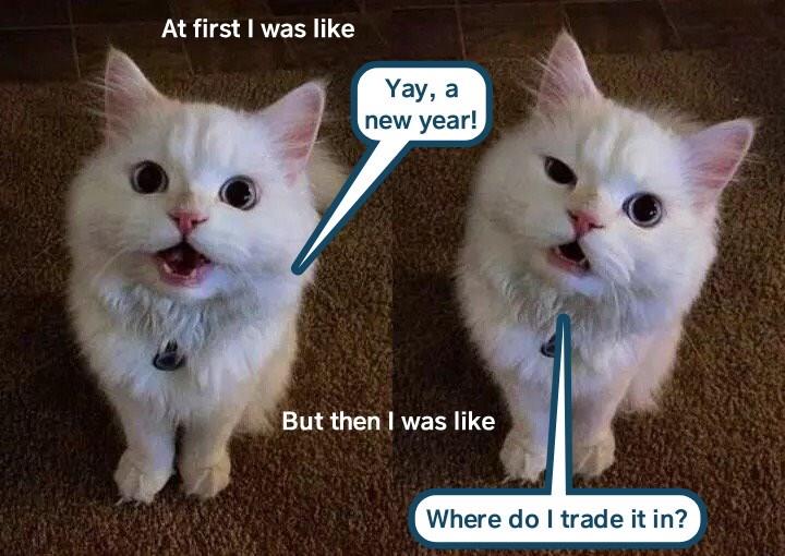 Wait 'till next year - Lolcats - lol | cat memes | funny cats | funny ...