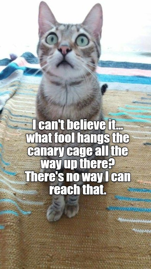 So inconsiderate - Lolcats - lol | cat memes | funny cats | funny cat ...