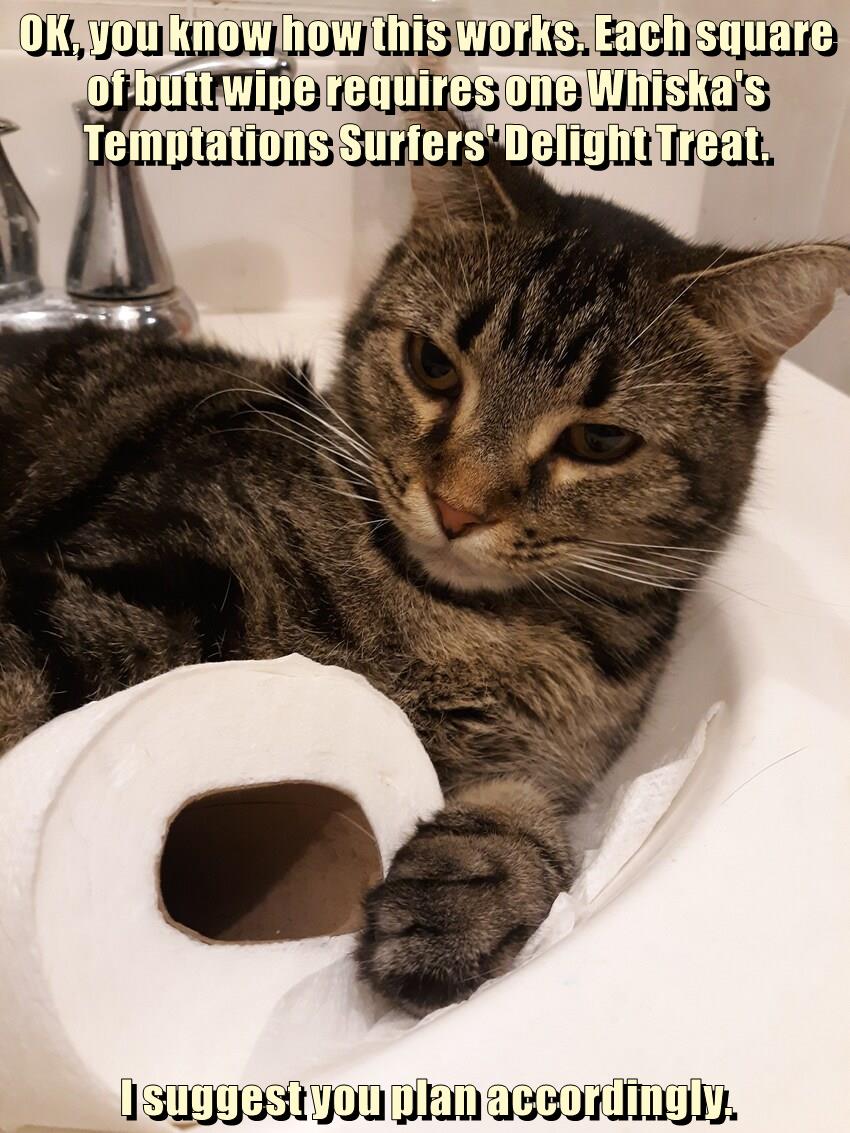 Plan accordingly. - Lolcats - lol | cat memes | funny cats | funny cat ...