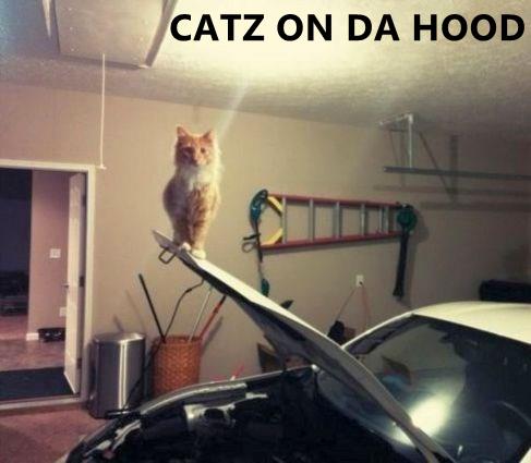 CATZ ON DA HOOD - Lolcats - lol | cat memes | funny cats | funny cat ...