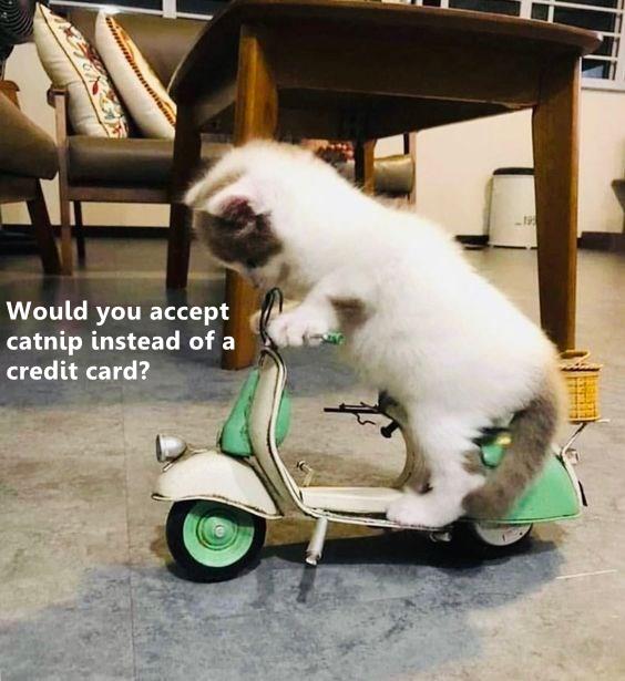 Would you? - Lolcats - lol | cat memes | funny cats | funny cat ...