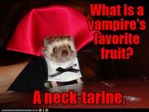 Biting humor - Animal Comedy - Animal Comedy, funny animals, animal gifs