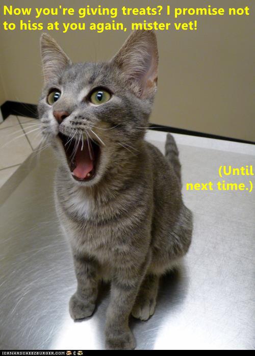 I promise - Lolcats - lol | cat memes | funny cats | funny cat pictures ...