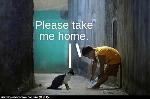 Runaway and stray - Lolcats - lol | cat memes | funny cats | funny cat ...