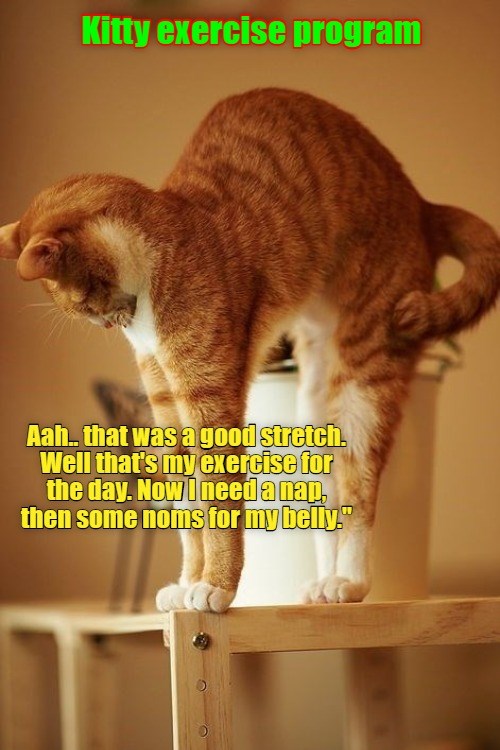 Kitty exercise program - Lolcats - lol | cat memes | funny cats | funny ...