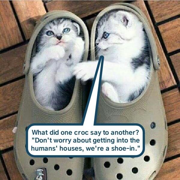 Kitty tells dad jokes - Lolcats - lol | cat memes | funny cats | funny ...