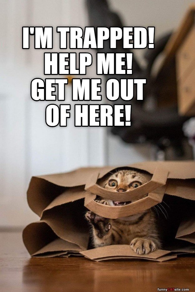 HELP ME! - Lolcats - lol | cat memes | funny cats | funny cat pictures ...