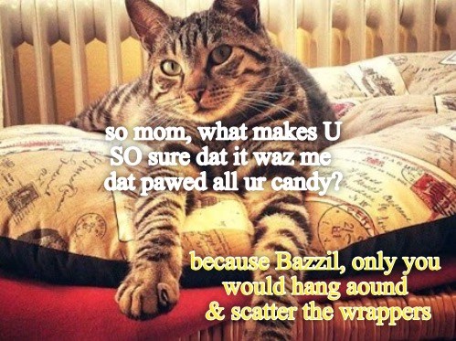 Lesson Learned - Lolcats - lol | cat memes | funny cats | funny cat ...