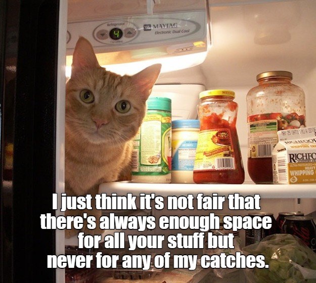 I just think it's not fair - Lolcats - lol | cat memes | funny cats ...