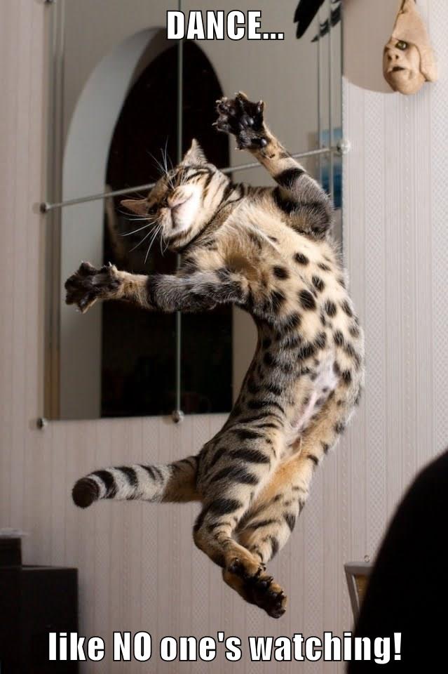 DANCE... like NO one's watching! - Lolcats - lol | cat memes | funny ...