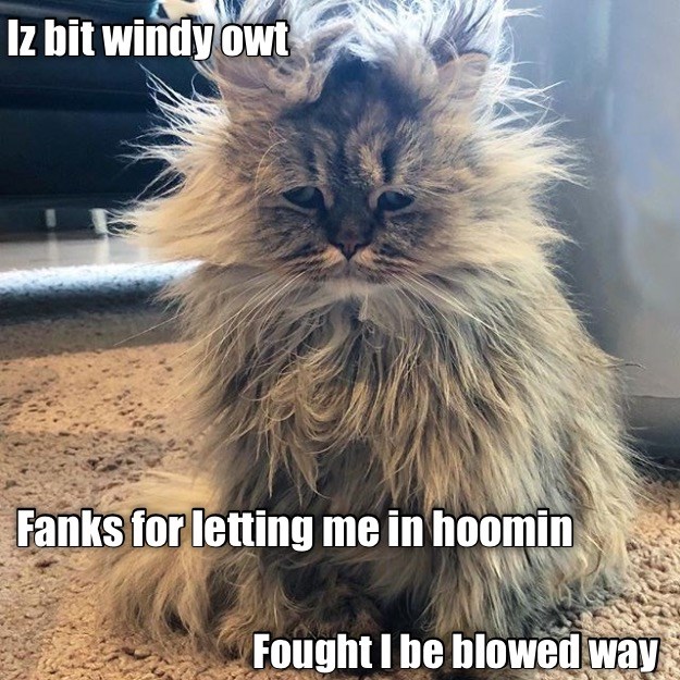 You give me a brush? - Lolcats - lol | cat memes | funny cats | funny ...