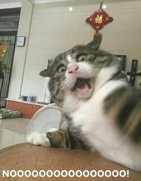 NOOOOOOOOOOOOOOOO! - Lolcats - lol | cat memes | funny cats | funny cat ...