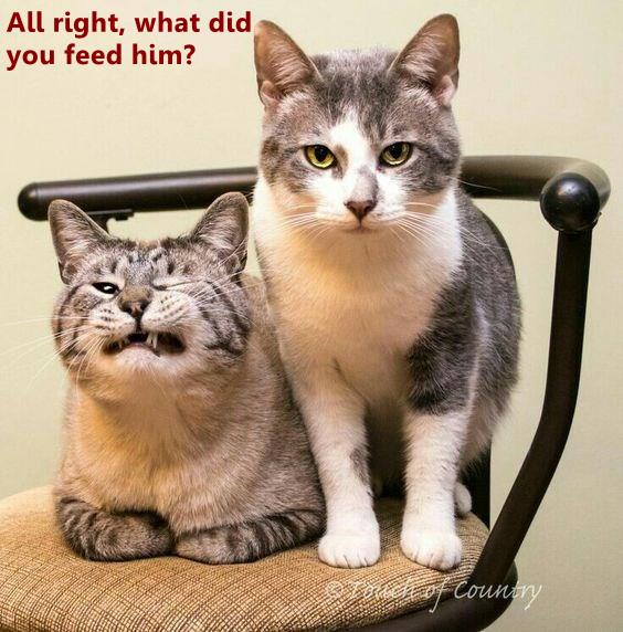 What did you feed him? - Lolcats - lol | cat memes | funny cats | funny ...