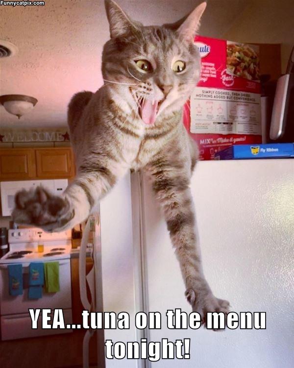 Yea Tuna On The Menu Tonight Lolcats Lol Cat Memes Funny