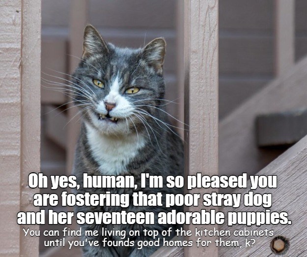 So happy - Lolcats - lol | cat memes | funny cats | funny cat pictures ...
