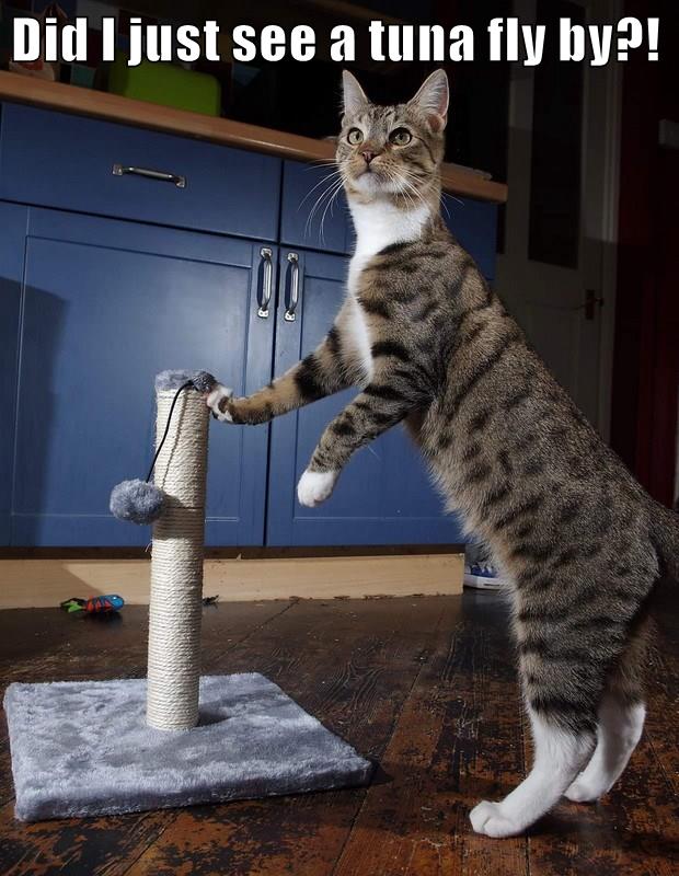 Did I just see a tuna fly by?! - Lolcats - lol | cat memes | funny cats ...