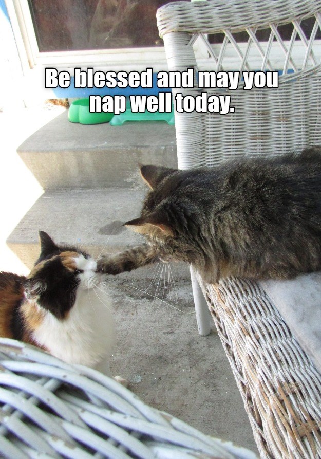 Blessing - Lolcats - lol | cat memes | funny cats | funny cat pictures ...