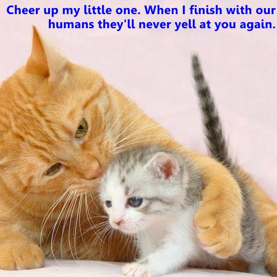 Cheer up my little one. - Lolcats - lol | cat memes | funny cats ...
