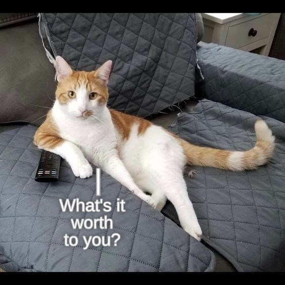 So, you want the remote? - Lolcats - lol | cat memes | funny cats ...