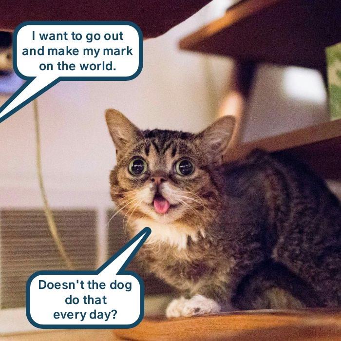 What's the big deal? - Lolcats - lol | cat memes | funny cats | funny ...