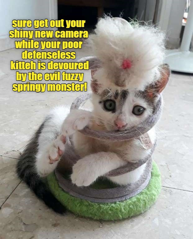 Stuck! Hopelessly stuck! - Lolcats - lol | cat memes | funny cats ...