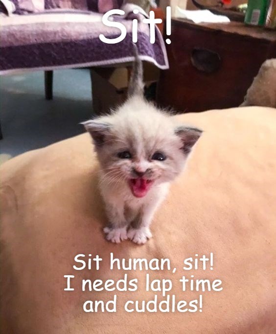 Sit! - Lolcats - lol | cat memes | funny cats | funny cat pictures with ...