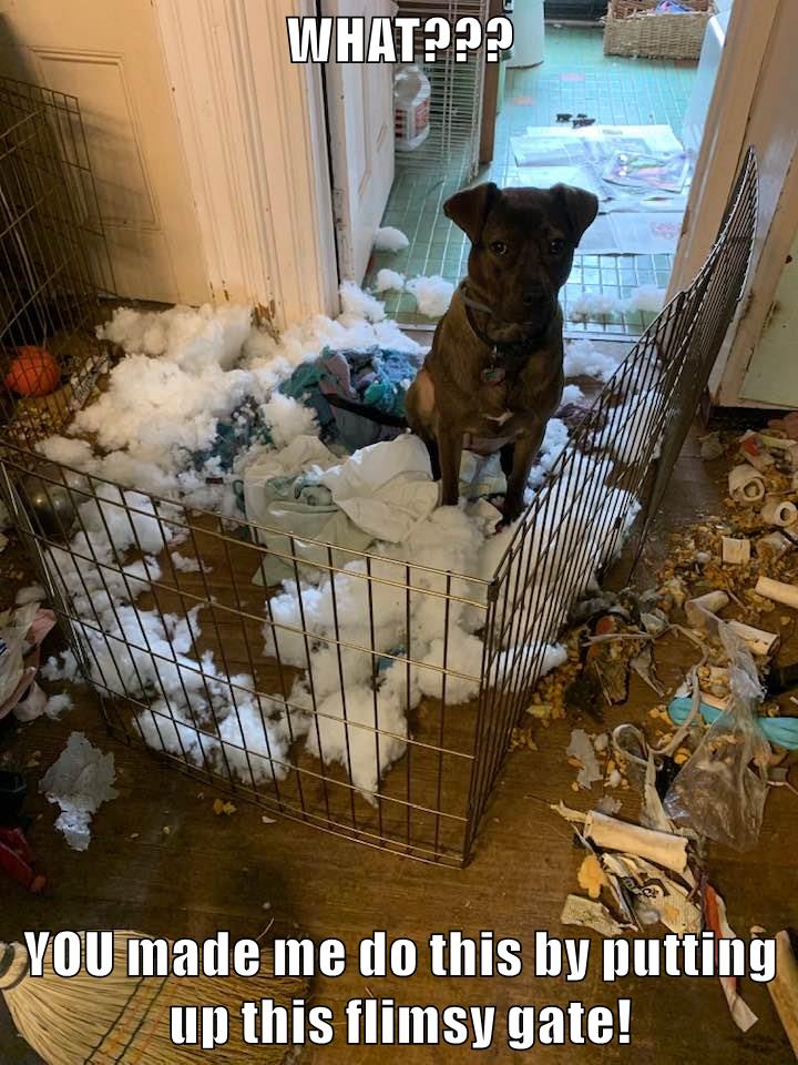 WHAT??? YOU made me do this by putting up this flimsy gate! - I Has A ...