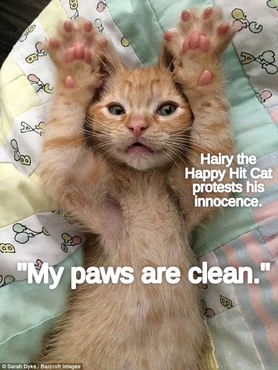"My paws are clean" - Lolcats - lol | cat memes | funny cats | funny ...