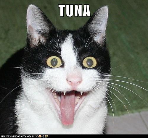 TUNA - Lolcats - lol | cat memes | funny cats | funny cat pictures with ...