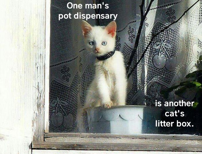 Dual/duel use - Lolcats - lol | cat memes | funny cats | funny cat ...