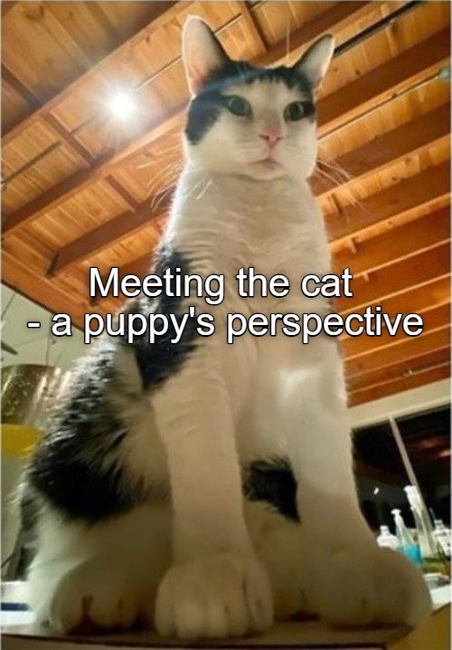 Meeting the cat - a puppy's perspective - Lolcats - lol | cat memes ...